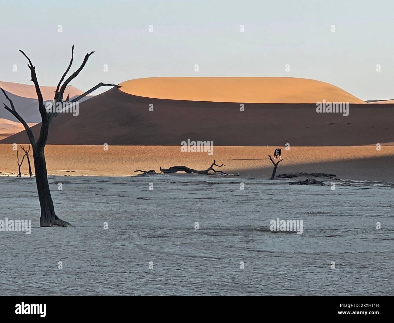 Skeleton Trees of Deadvlei in Namibia, Africa are reputedly over 800 ...
