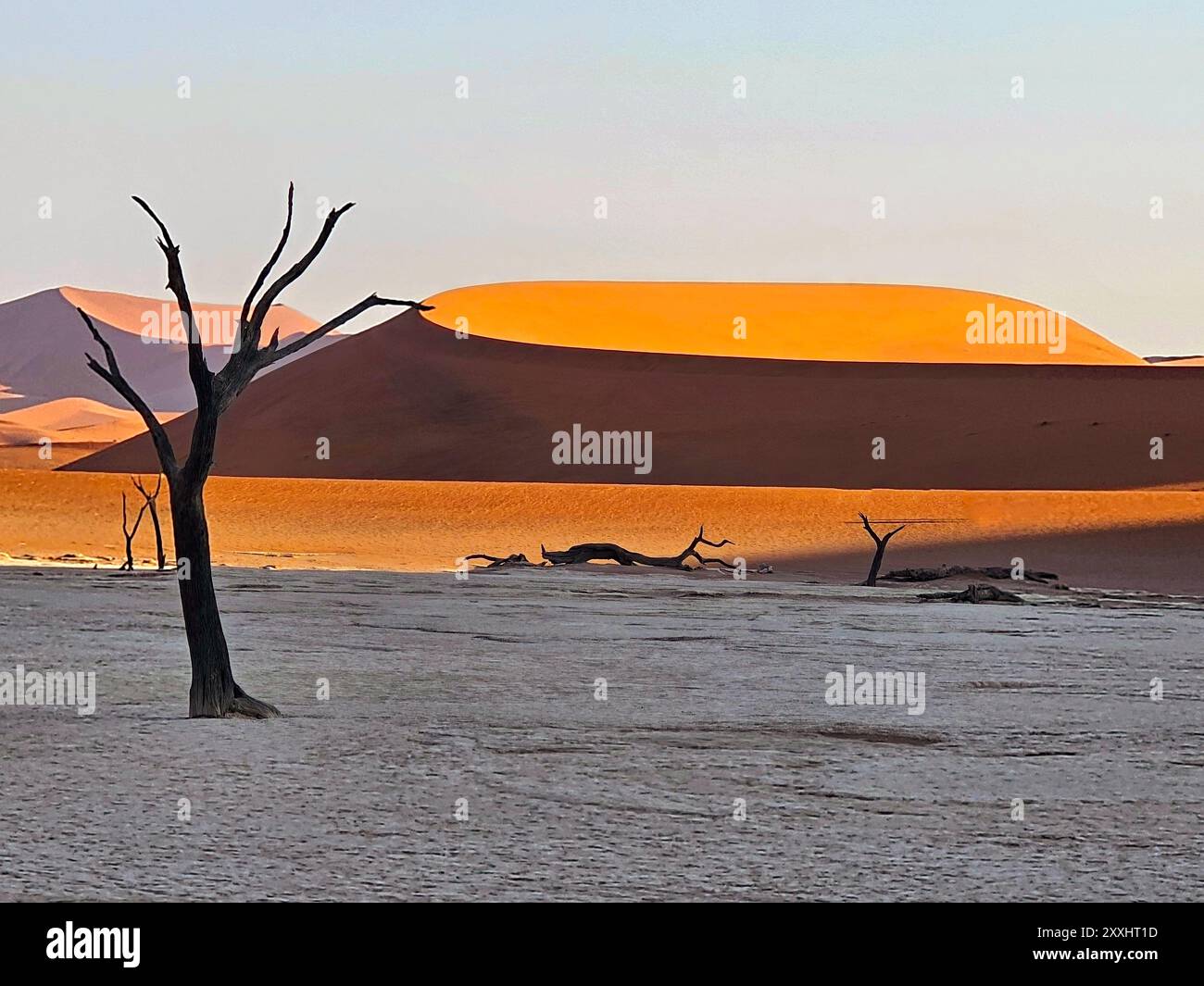 Skeleton Trees of Deadvlei in Namibia, Africa are reputedly over 800 ...