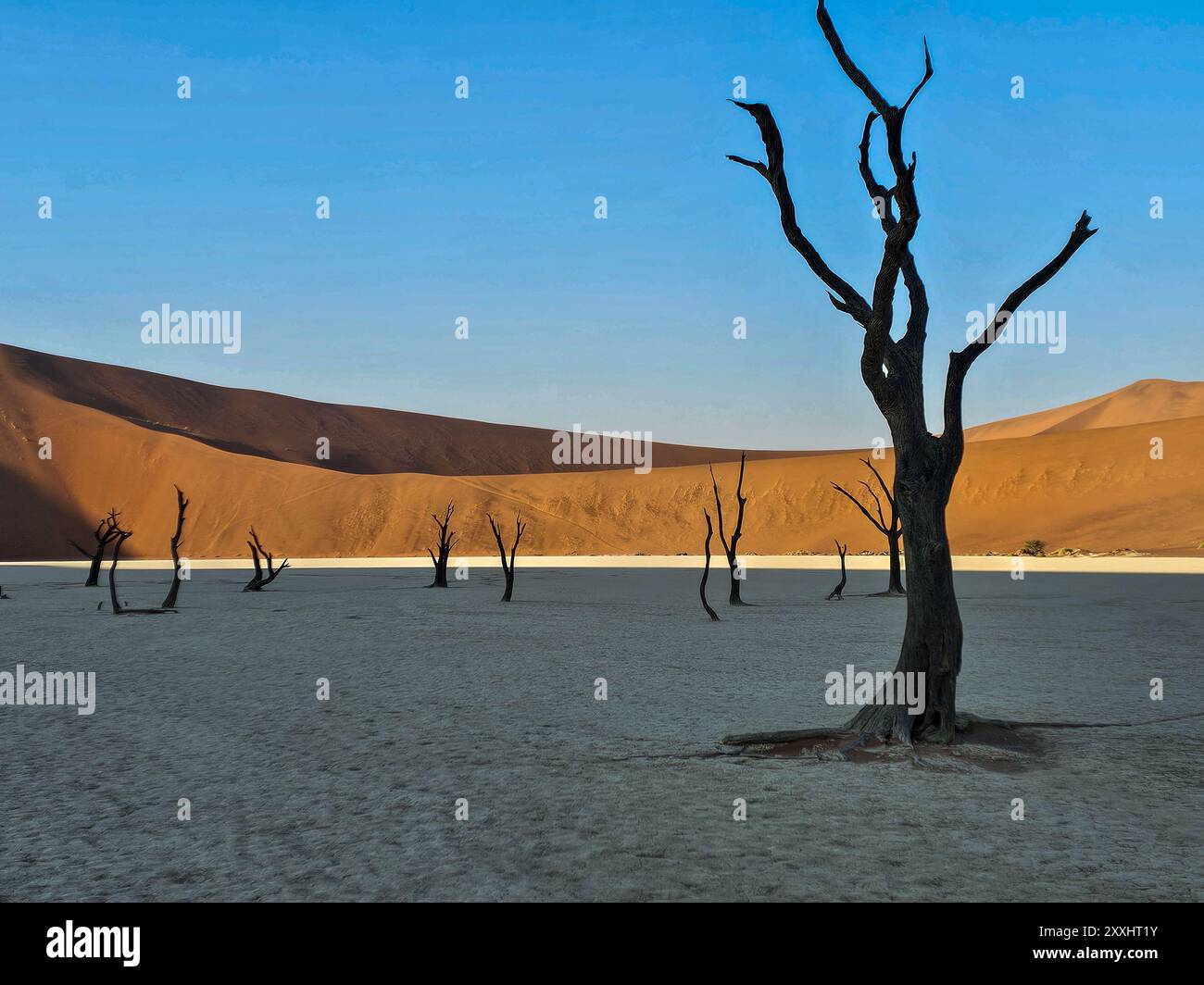 Skeleton Trees of Deadvlei in Namibia, Africa are reputedly over 800 ...