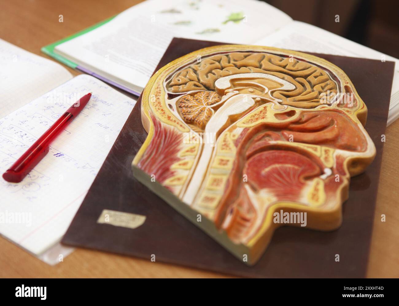 Close up of anatomical model of a human head with book, writing-book ...