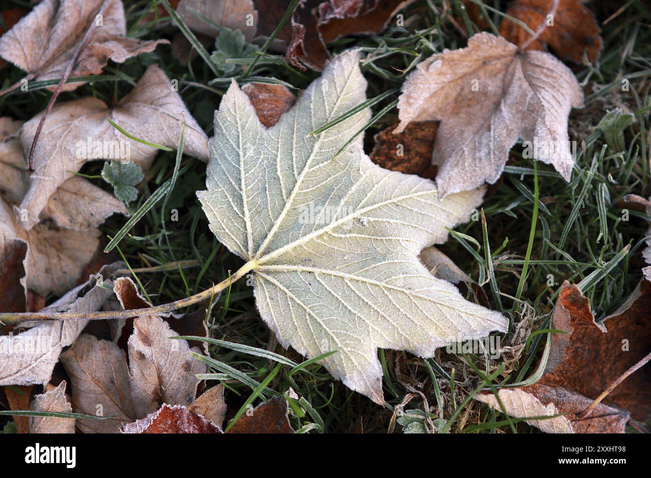 Frosted autumn leaf close up outdoors Stock Photo - Alamy