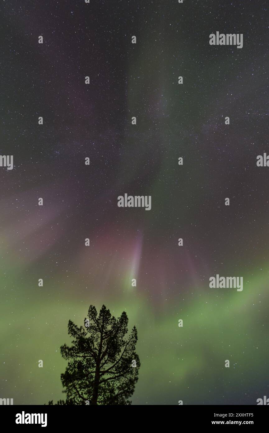 Northern lights (Aurora borealis), Gaellivare, Norrbotten, Lapland ...