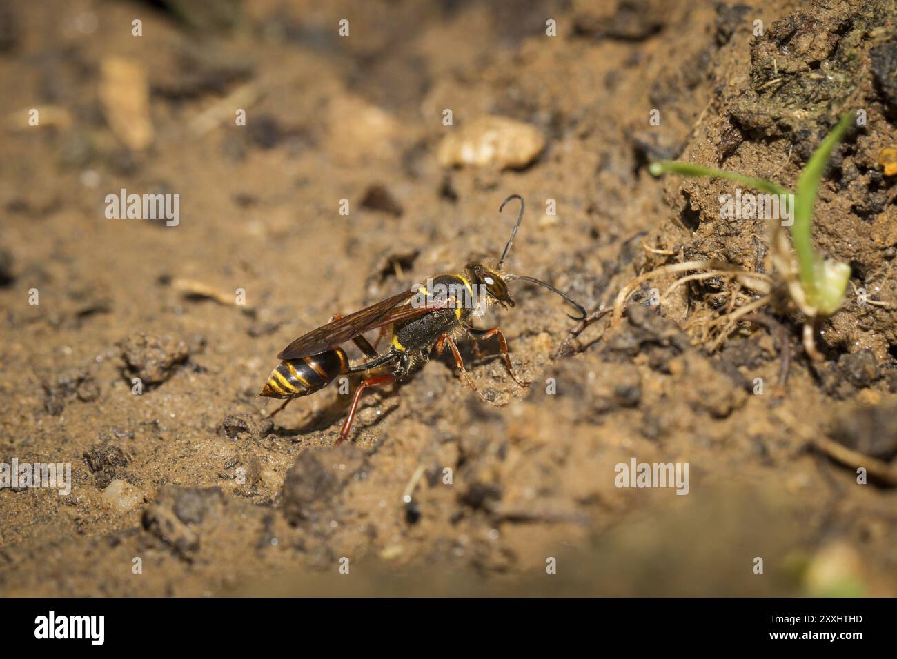 Oriental mortar wasp (Sceliphron curvatum Stock Photo - Alamy
