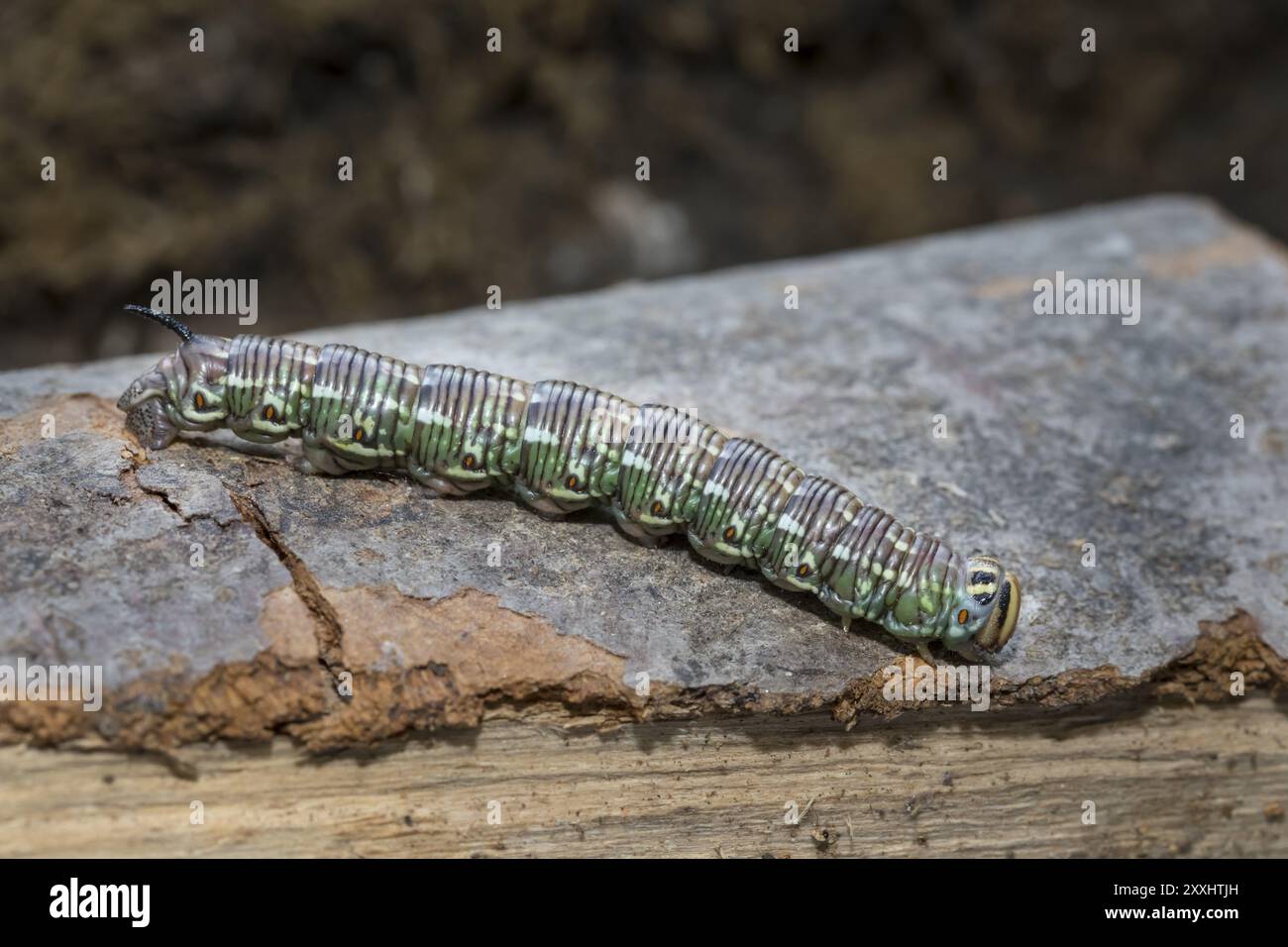 Pine hawk-moth, Sphinx pinastri, pine hawk-moth Stock Photo - Alamy