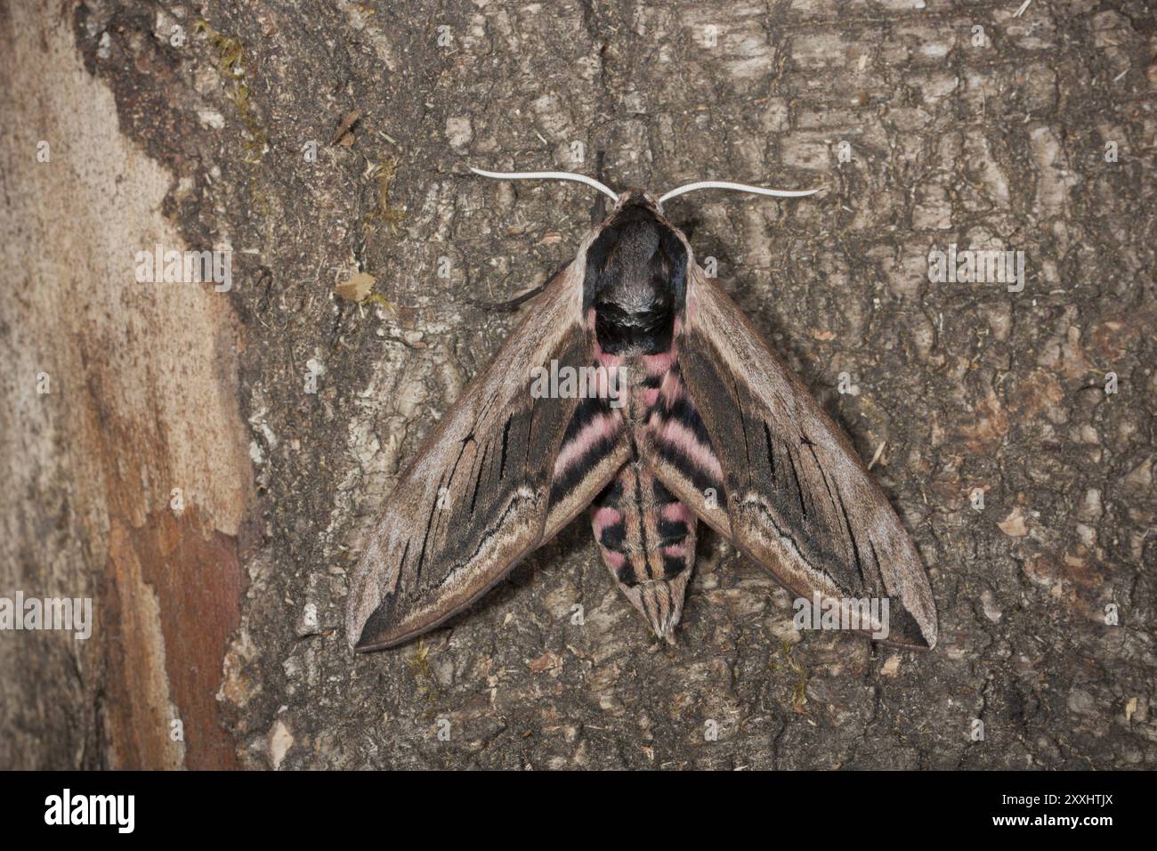 Privet hawk moth, Sphinx ligustri, privet hawk moth Stock Photo - Alamy