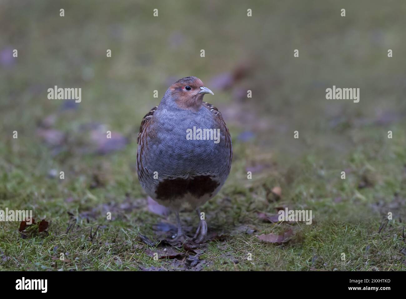 Grey partridge, Perdix perdix, English partridge Stock Photo - Alamy