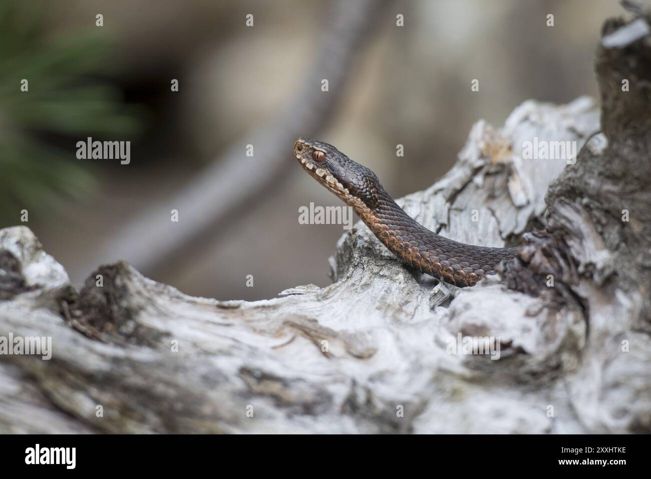 Adder, Vipera berus, common European adder Stock Photo - Alamy