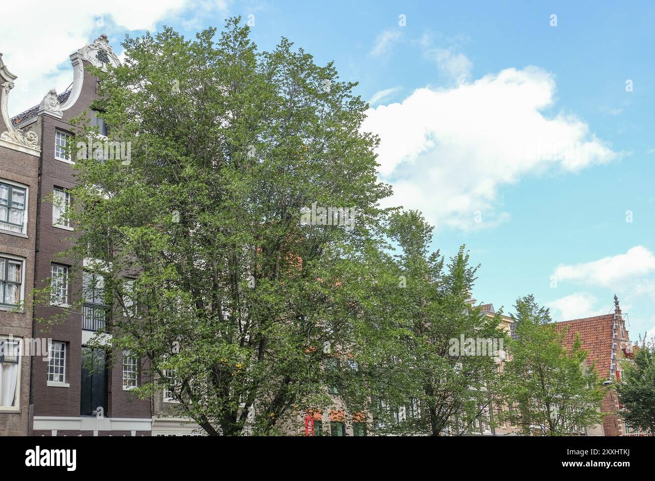 Trees and historic buildings under a blue, sunny sky, Amsterdam ...