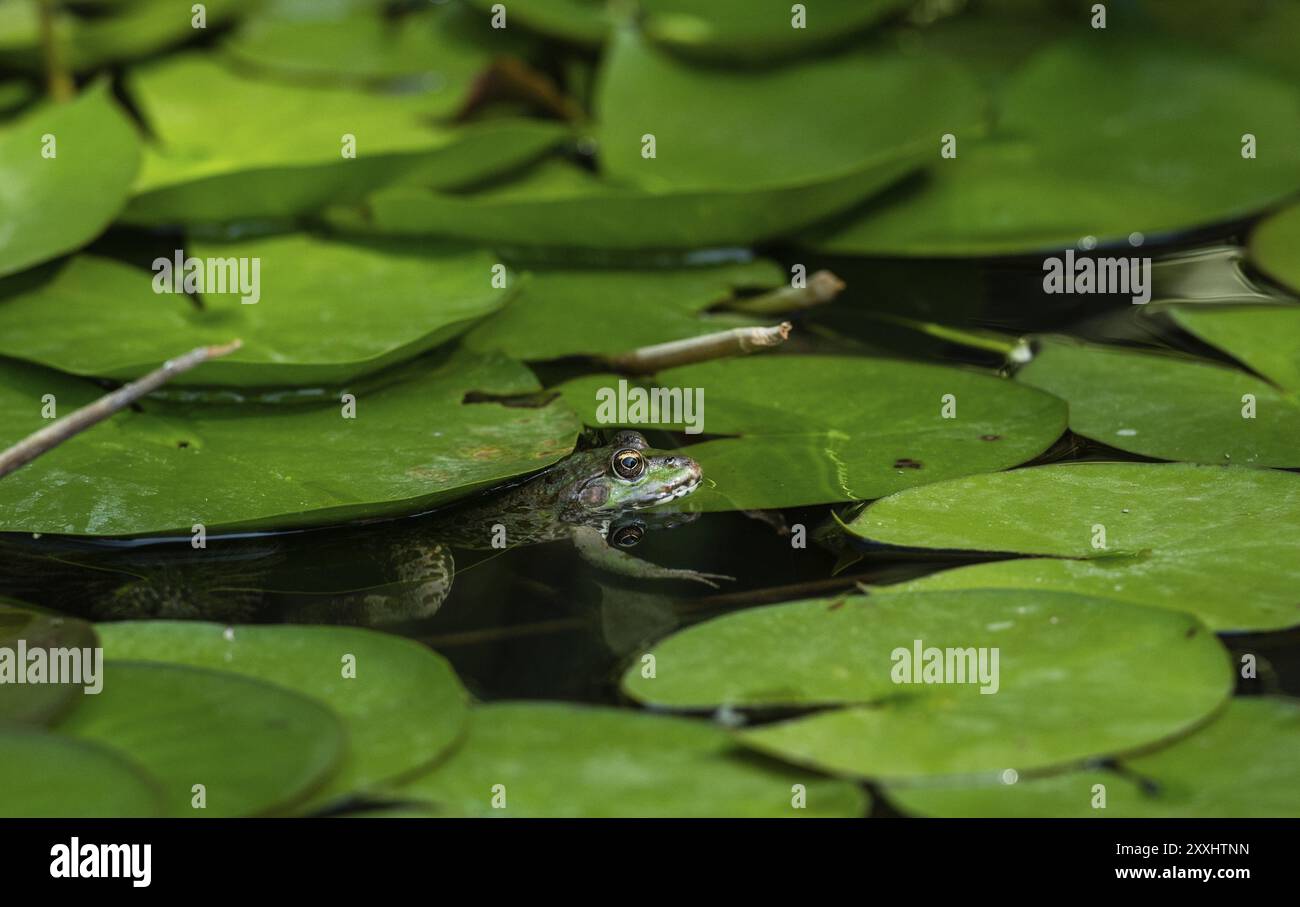 Pelophylax sp hi-res stock photography and images - Alamy