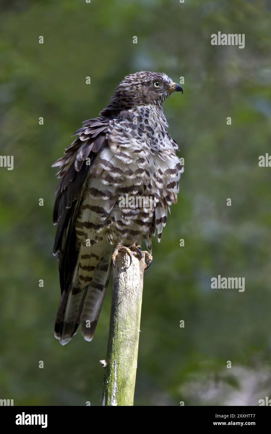 Honey buzzard, female, Pernis apivorus, European honey buzzard, female ...