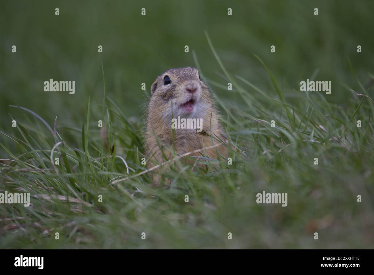 Ziesel spermophilus citellus european hi-res stock photography and ...