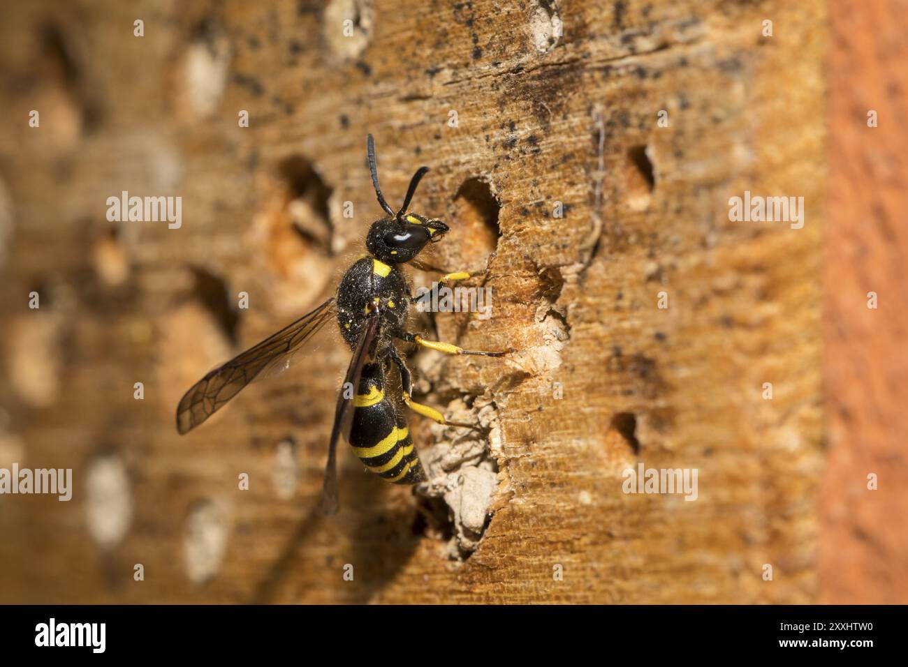 Clay Wasp, Eumeninae Stock Photo - Alamy