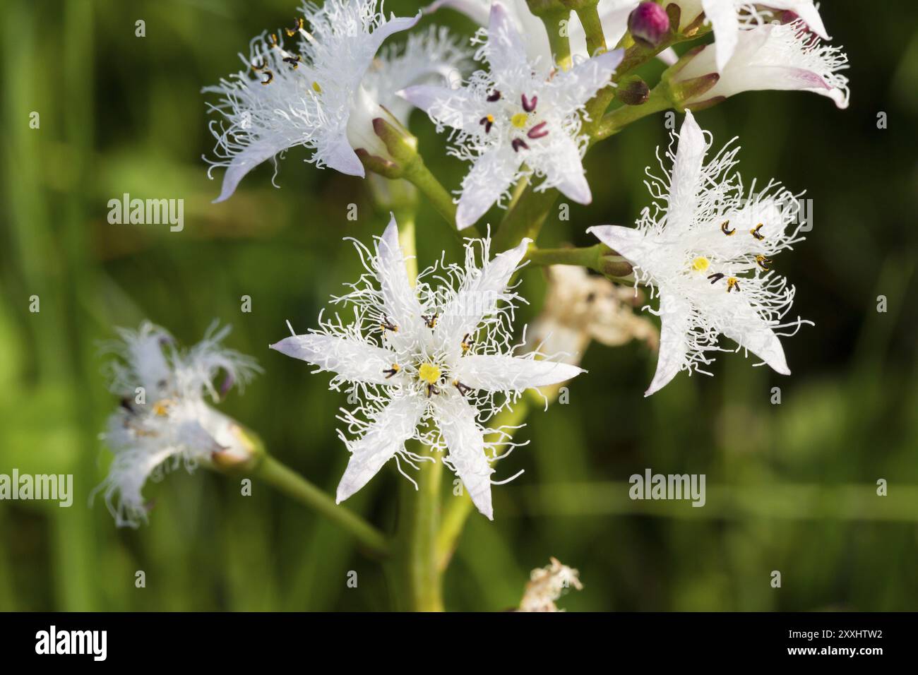 Buck bean plant hi-res stock photography and images - Alamy