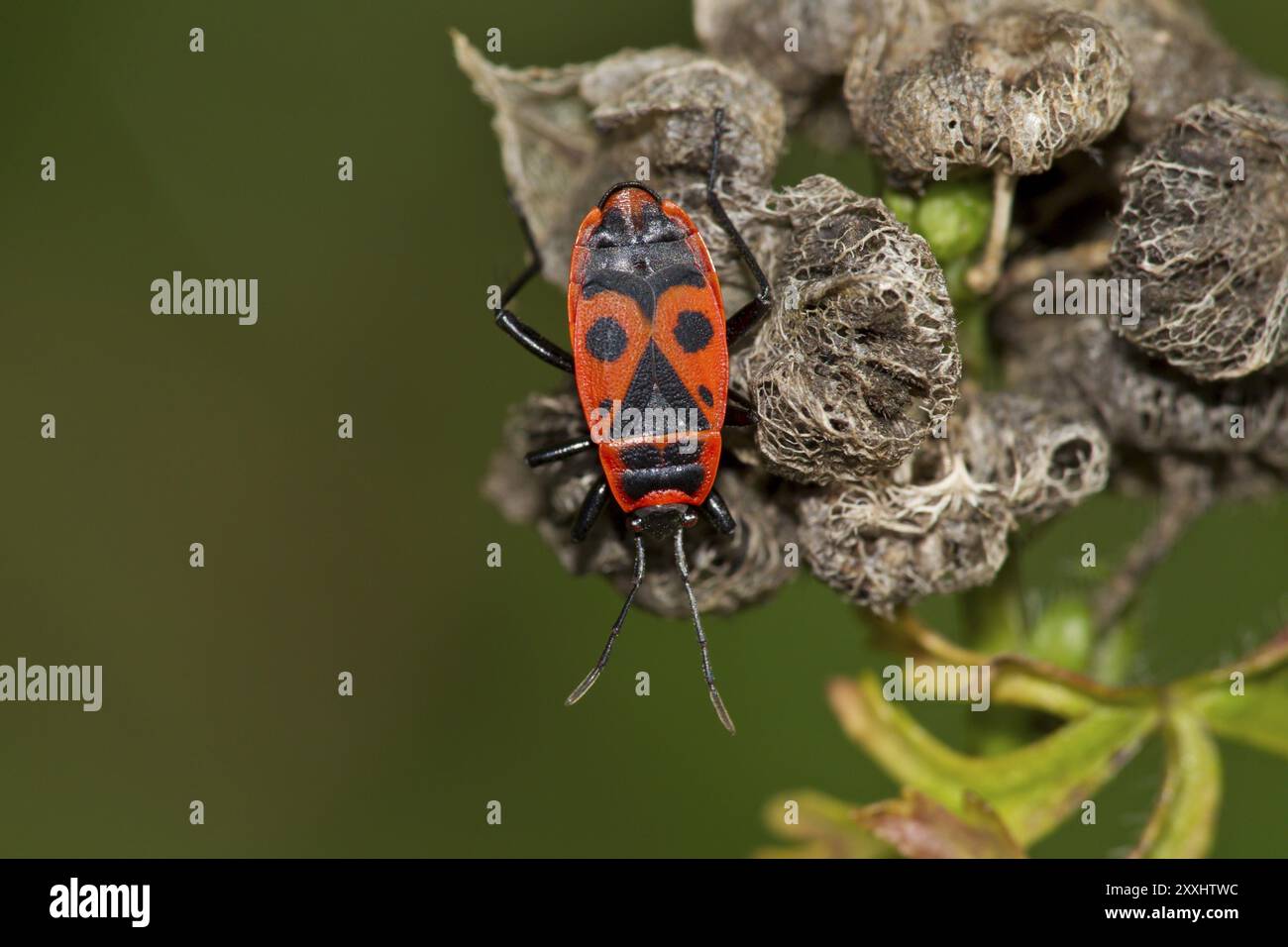 Common fire bug, Pyrrhocoris apterus, firebug Stock Photo - Alamy