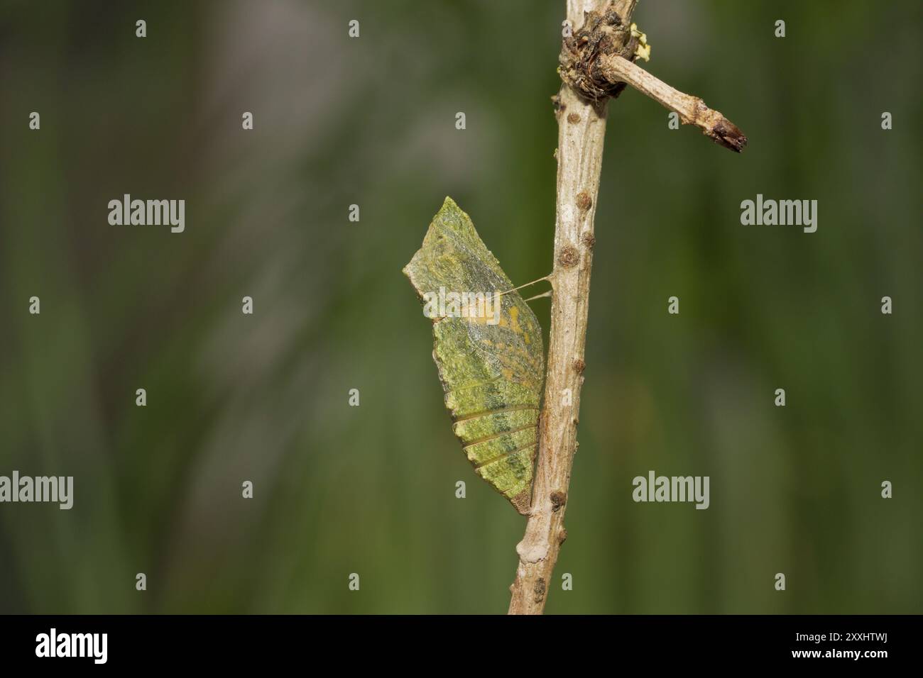 Swallowtail, pupa, Papilio machaon, Common Yellow Swallowtail, pupa Stock Photo - Alamy