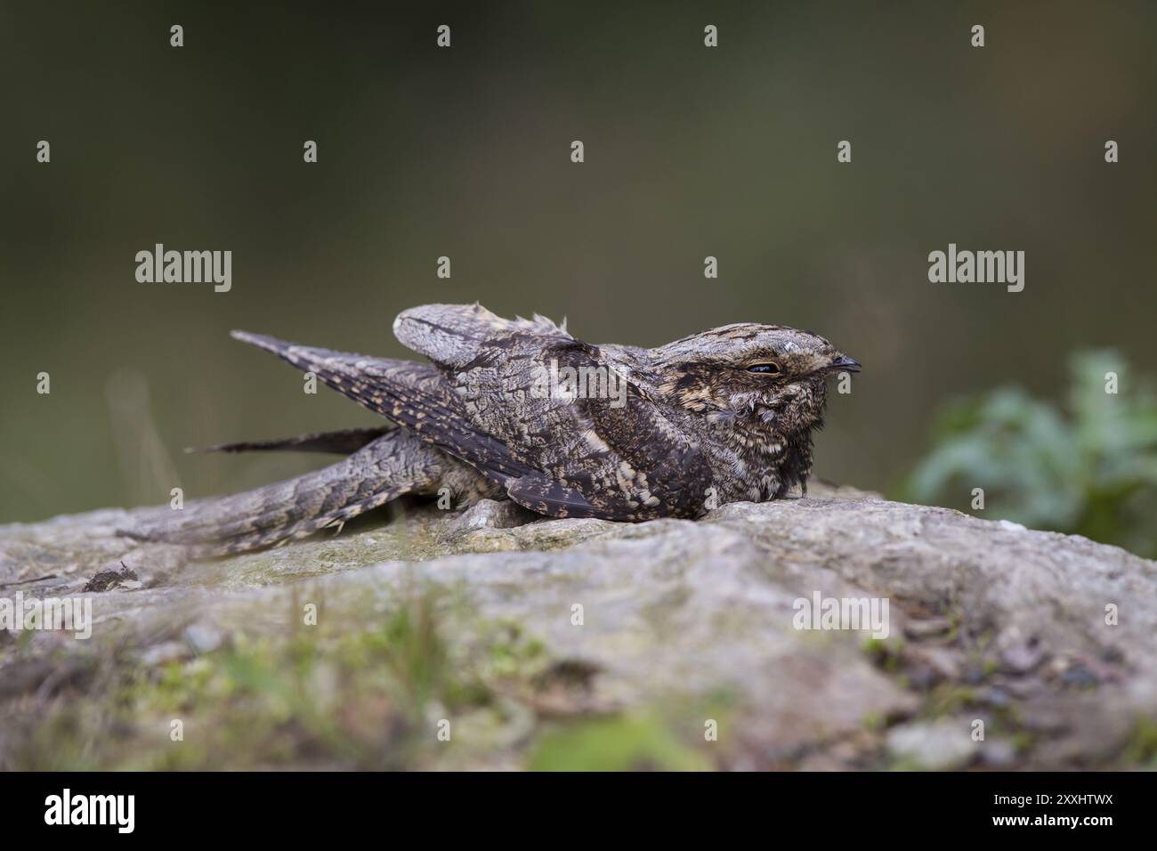 Nightjar, Caprimulgus europaeus, European nightjar Stock Photo - Alamy