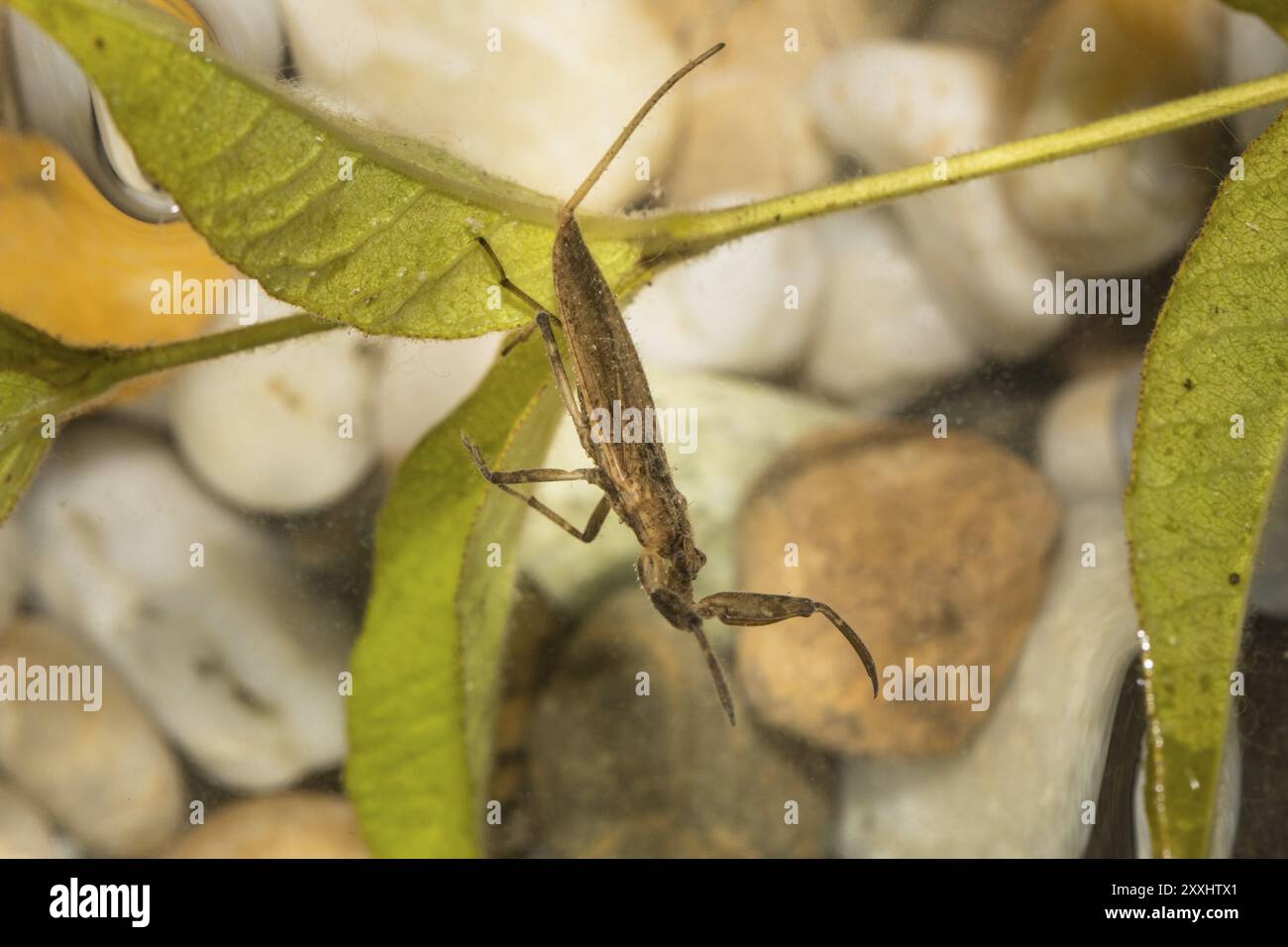 Water bug, Nepomorpha Stock Photo - Alamy