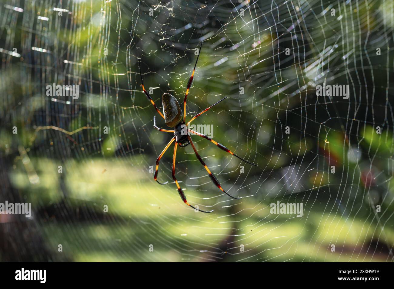 Golden silk spider (Trichonephila clavipes) spider web, Tortuguero ...