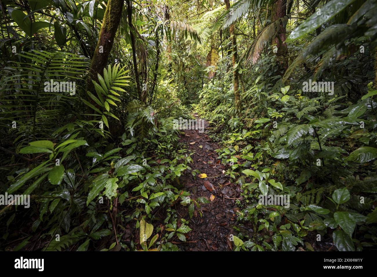 Narrow hiking trail in the tropical rainforest, dense green vegetation ...