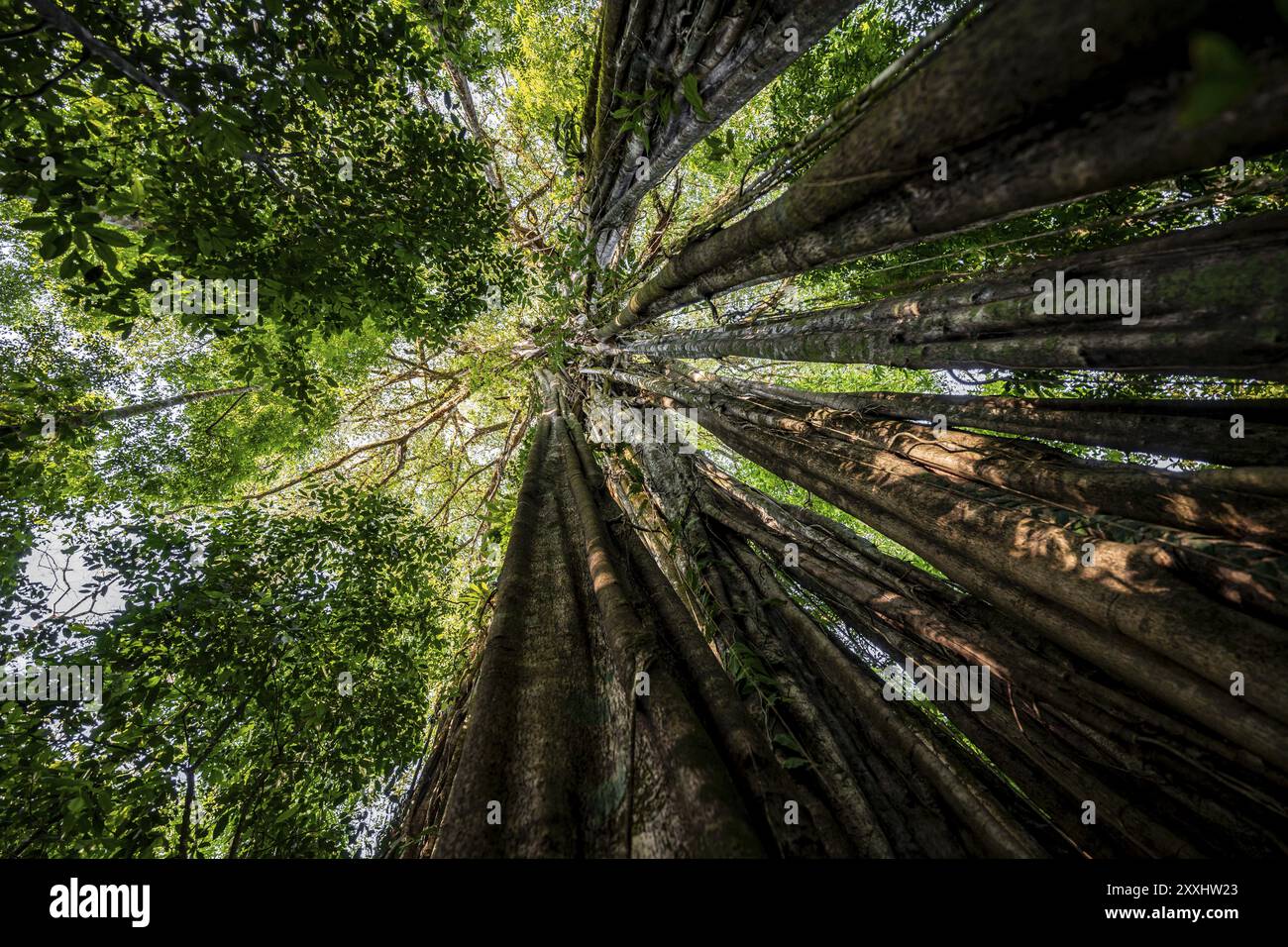 Hanging roots of a giant strangler fig (Ficus americana), looking ...