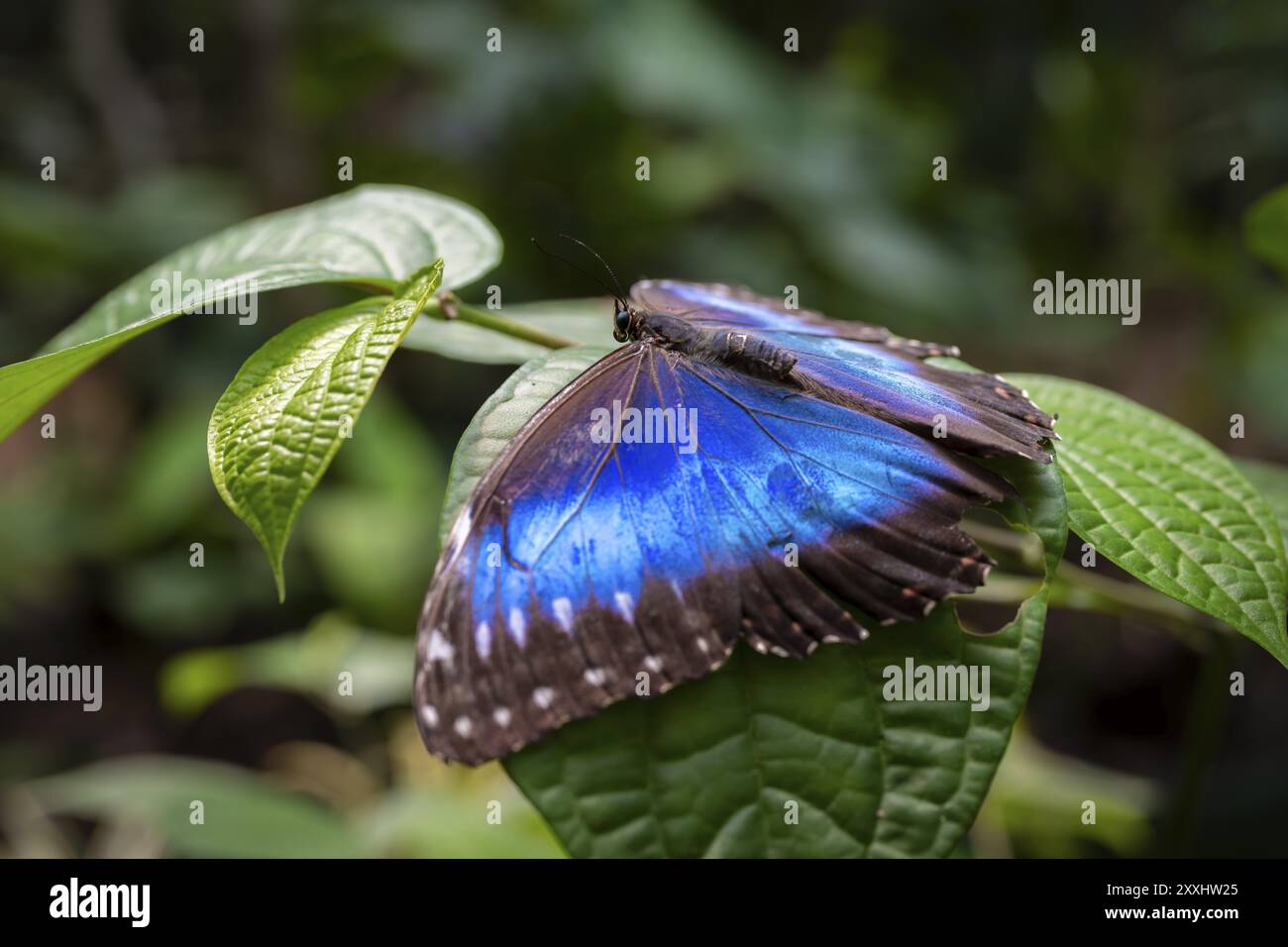 Morpho helenor, blue morpho butterfly sitting on a leaf, Alajuela ...