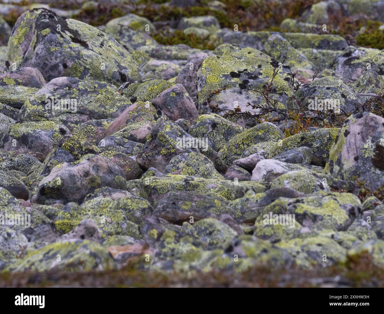 Boulders and stones, forming ancient, tidal shoreline, covered in ...