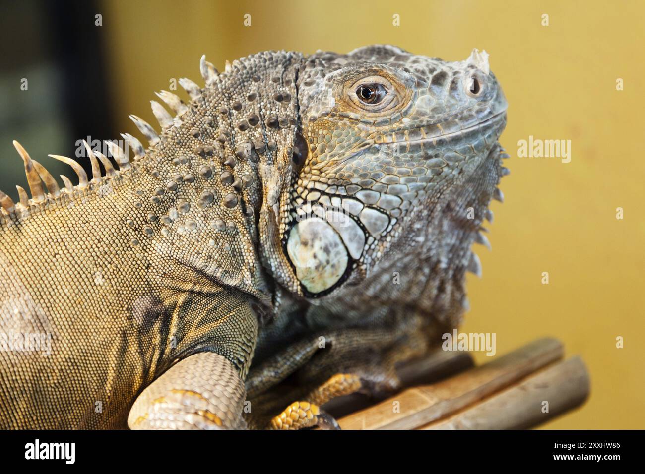 Reptile wildlife photo hi-res stock photography and images - Alamy