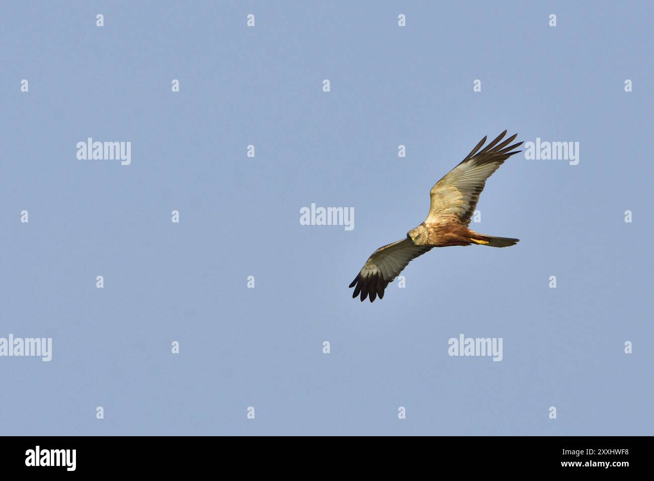 Male Western marsh harrier in flight. Male western marsh harrier in ...