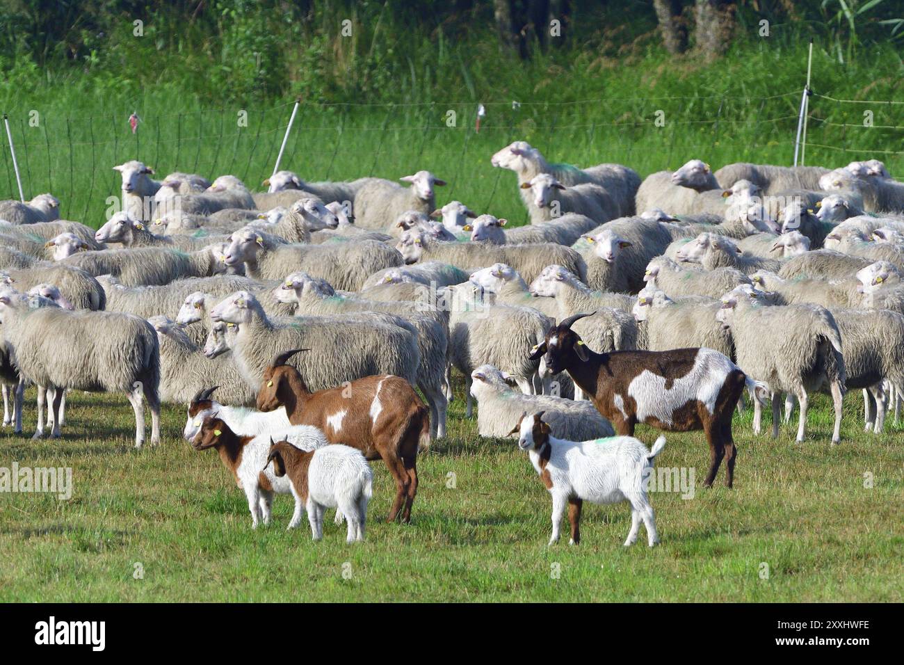 White Polled Heath and Boer goat in biosphere reserve Stock Photo - Alamy