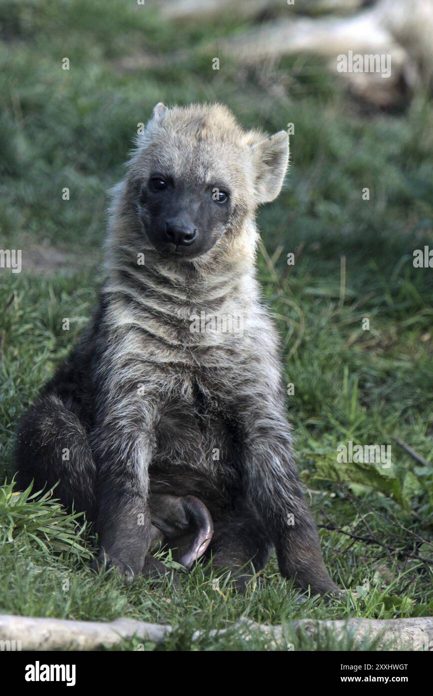 Spotted hyena (juvenile Stock Photo - Alamy