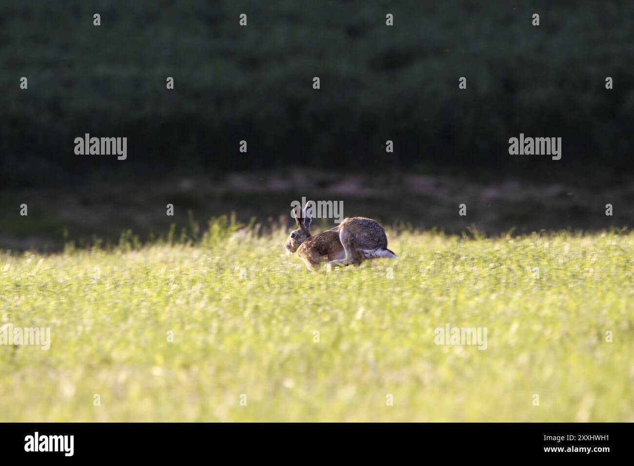 Prairie hare hi-res stock photography and images - Alamy