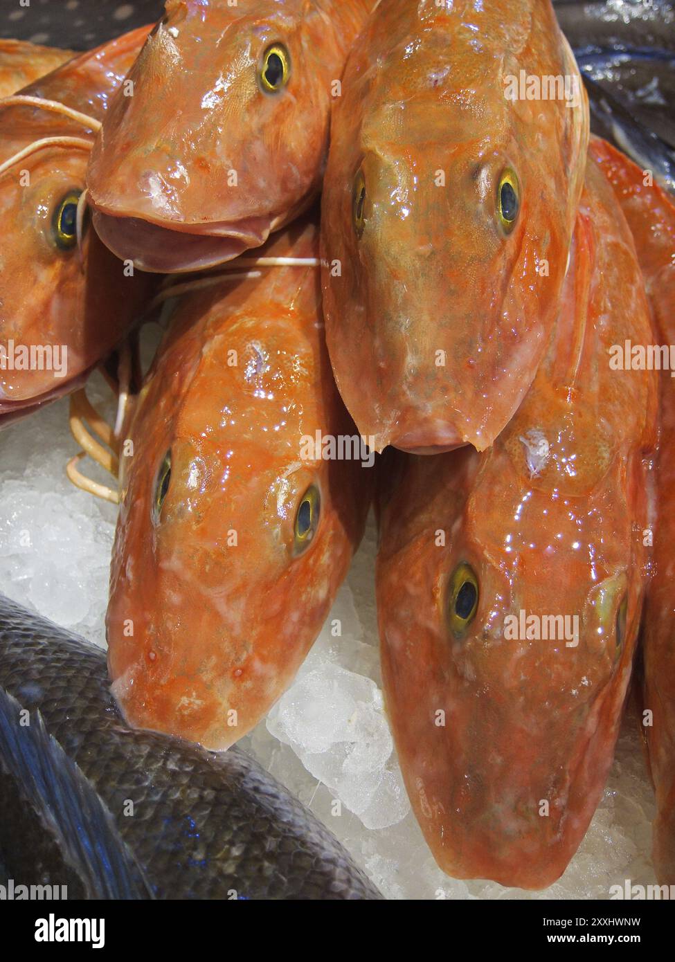 Fresh fish on ice Stock Photo - Alamy
