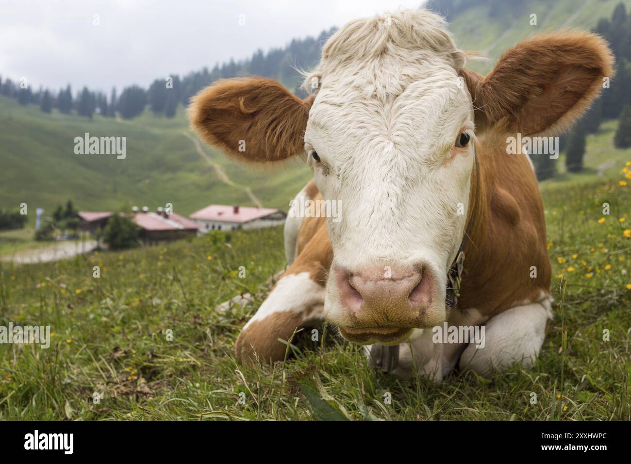Alpine meadow in bavaria hi-res stock photography and images - Alamy