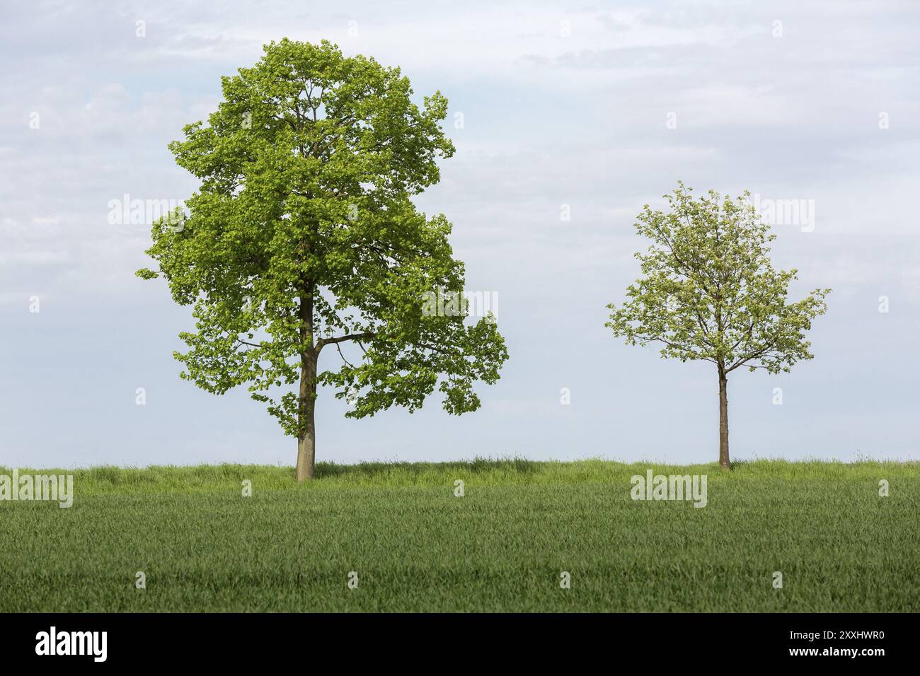 Trees with fresh green in spring, Germany, Europe Stock Photo - Alamy
