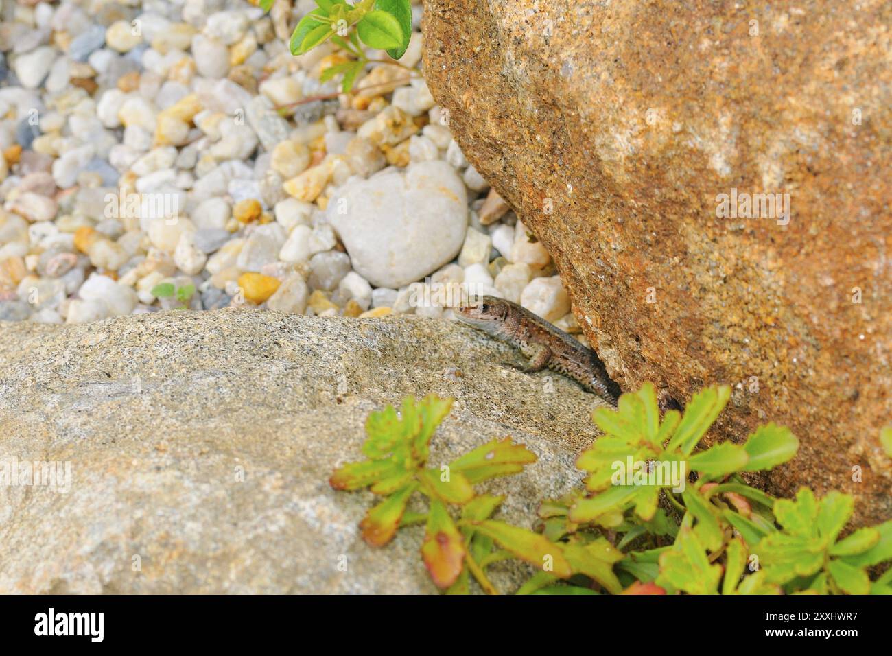 Young sand lizard (Lacerta agilis) Half-grown specimen. Young Sand ...