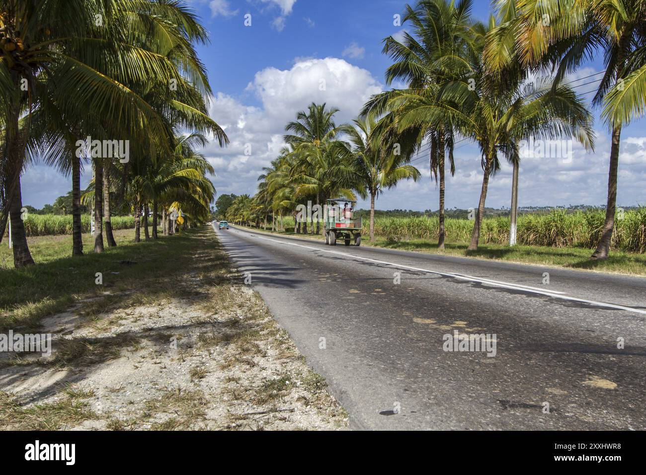 Palm avenue with country road in Cuba Stock Photo - Alamy