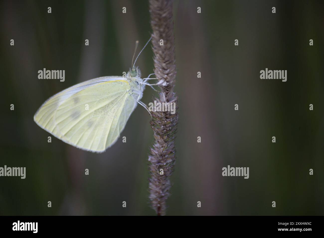 Small cabbage white butterfly on a meadow foxtail Stock Photo - Alamy