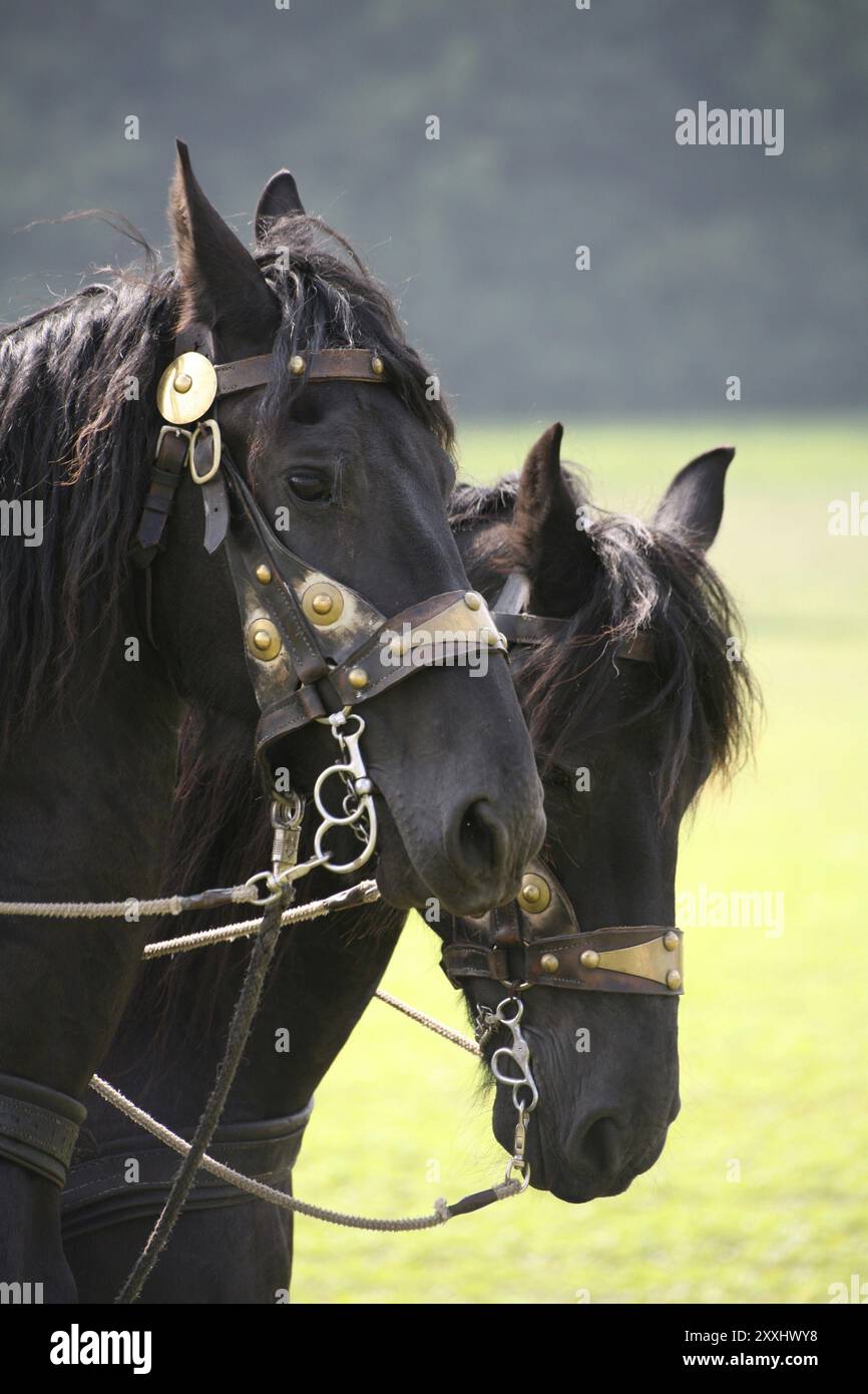 Coach and carriage Stock Photo - Alamy