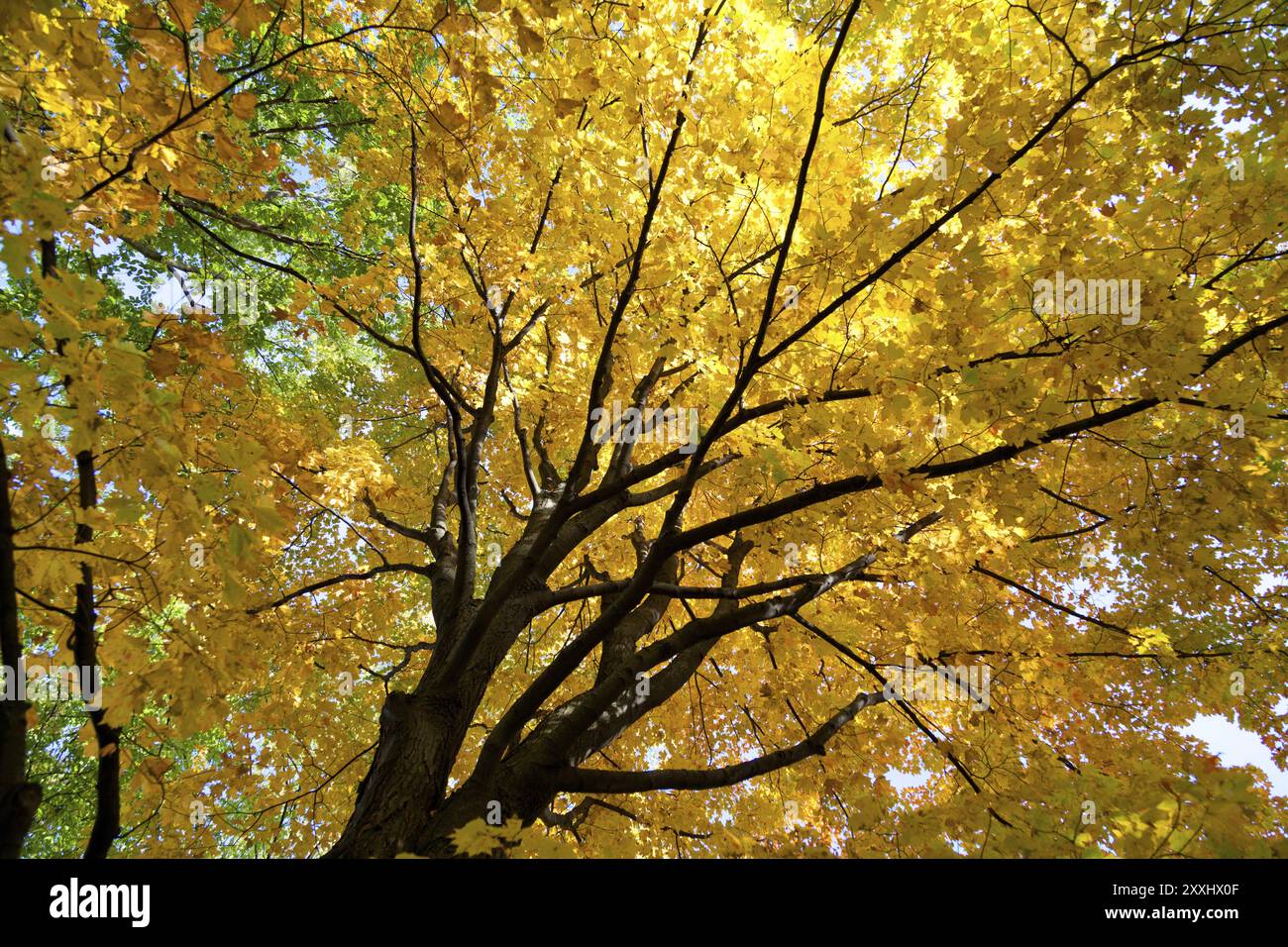 Autumn leaves, foliage, forest, Canada, tree, leaves, leaf, foliage ...