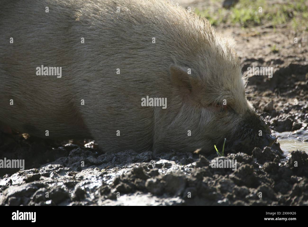 Mini pig having a mud bath Stock Photo - Alamy