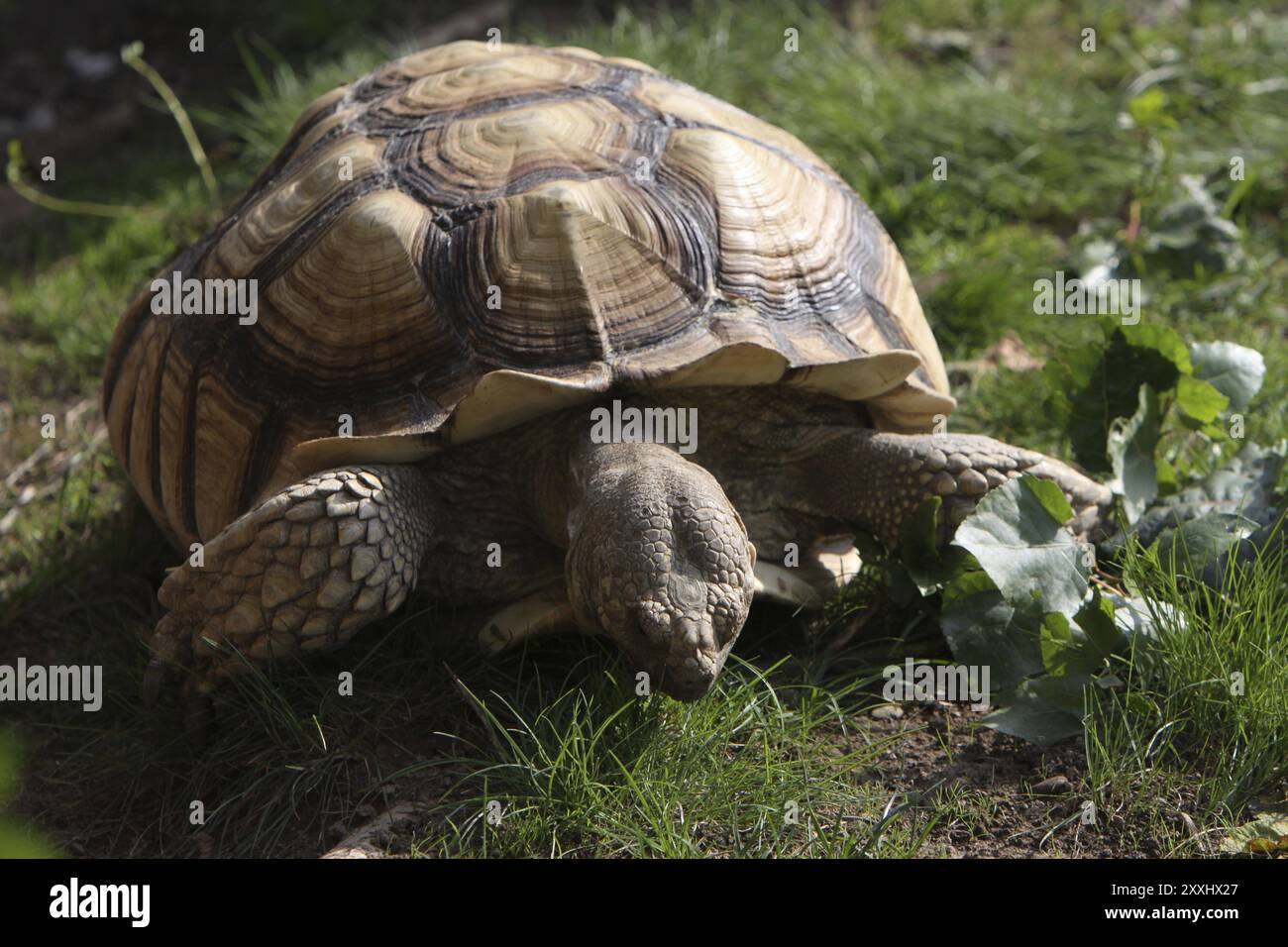 Empty tortoise shell hi-res stock photography and images - Alamy