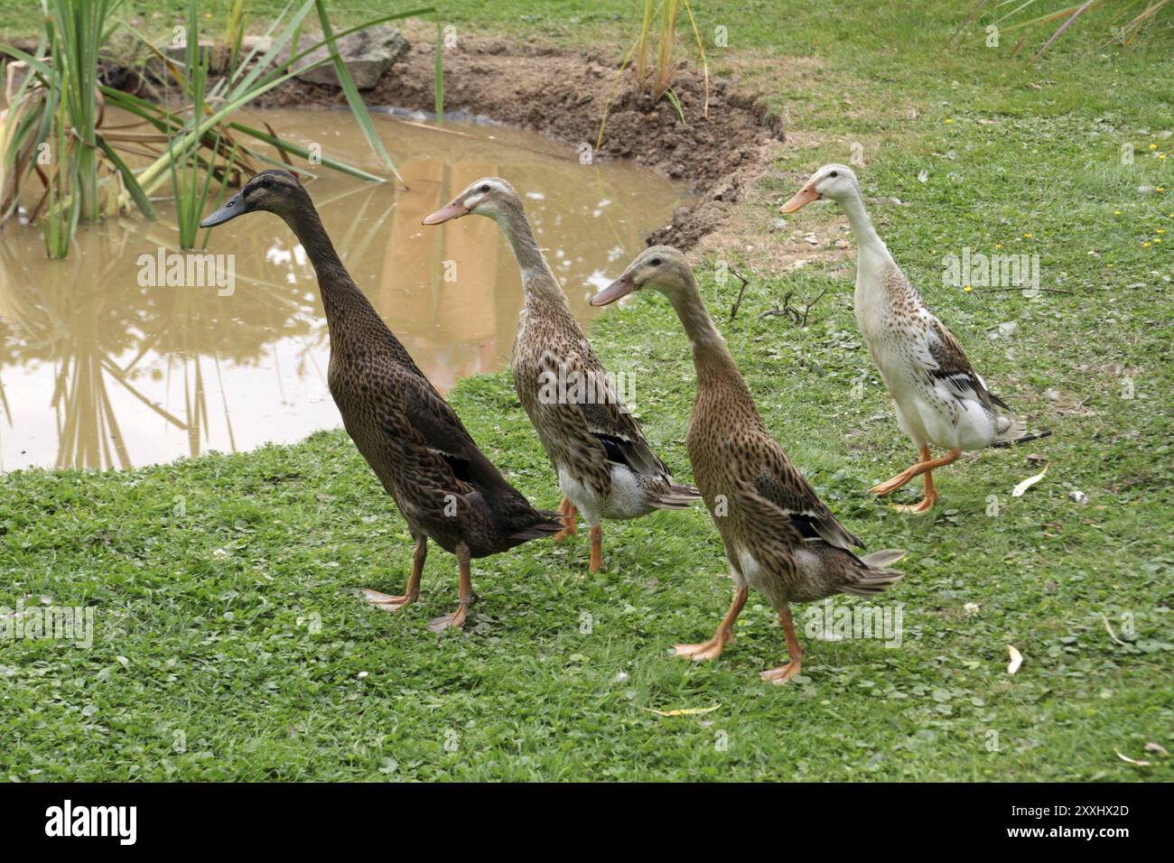 Mallard indian runner duck hi-res stock photography and images - Alamy