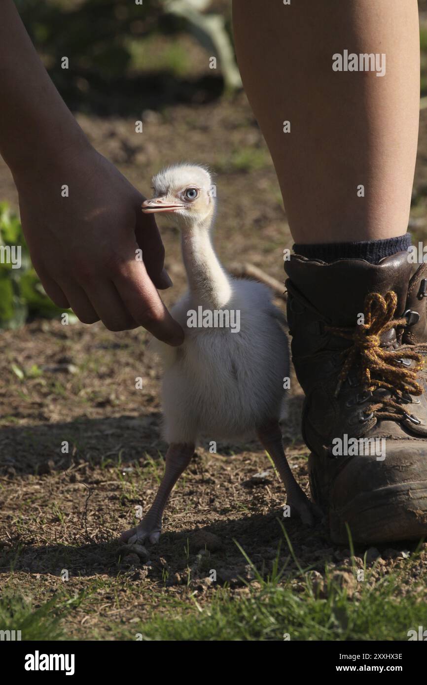 First steps of a Nandu chick Stock Photo - Alamy