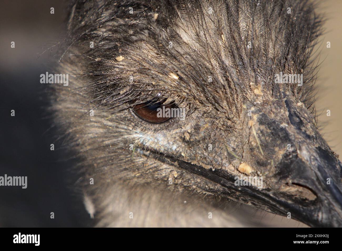 Emu in captivity hi-res stock photography and images - Alamy
