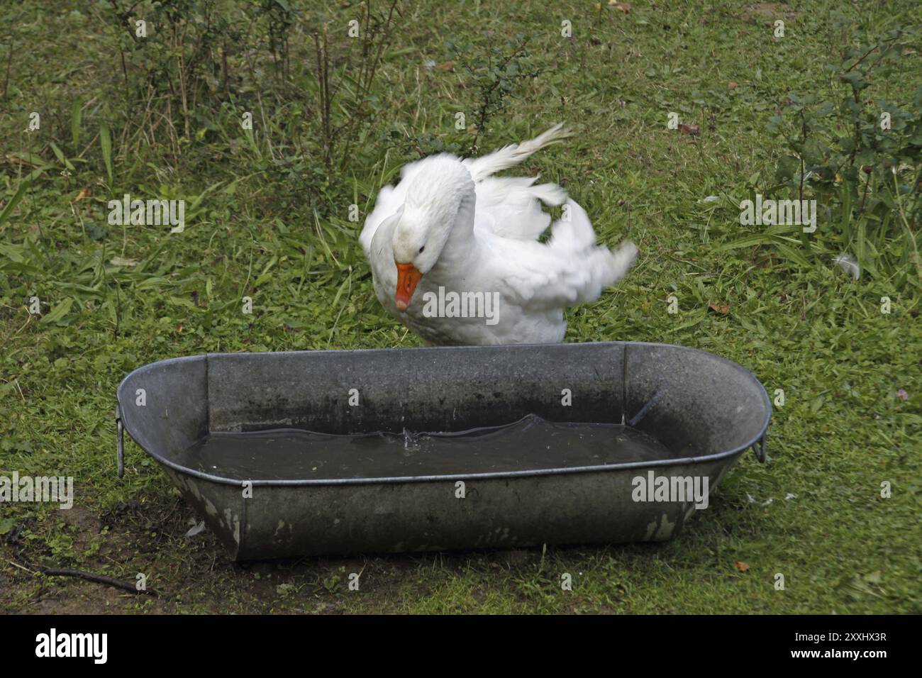 Lippe goose bathing in a tub Stock Photo - Alamy