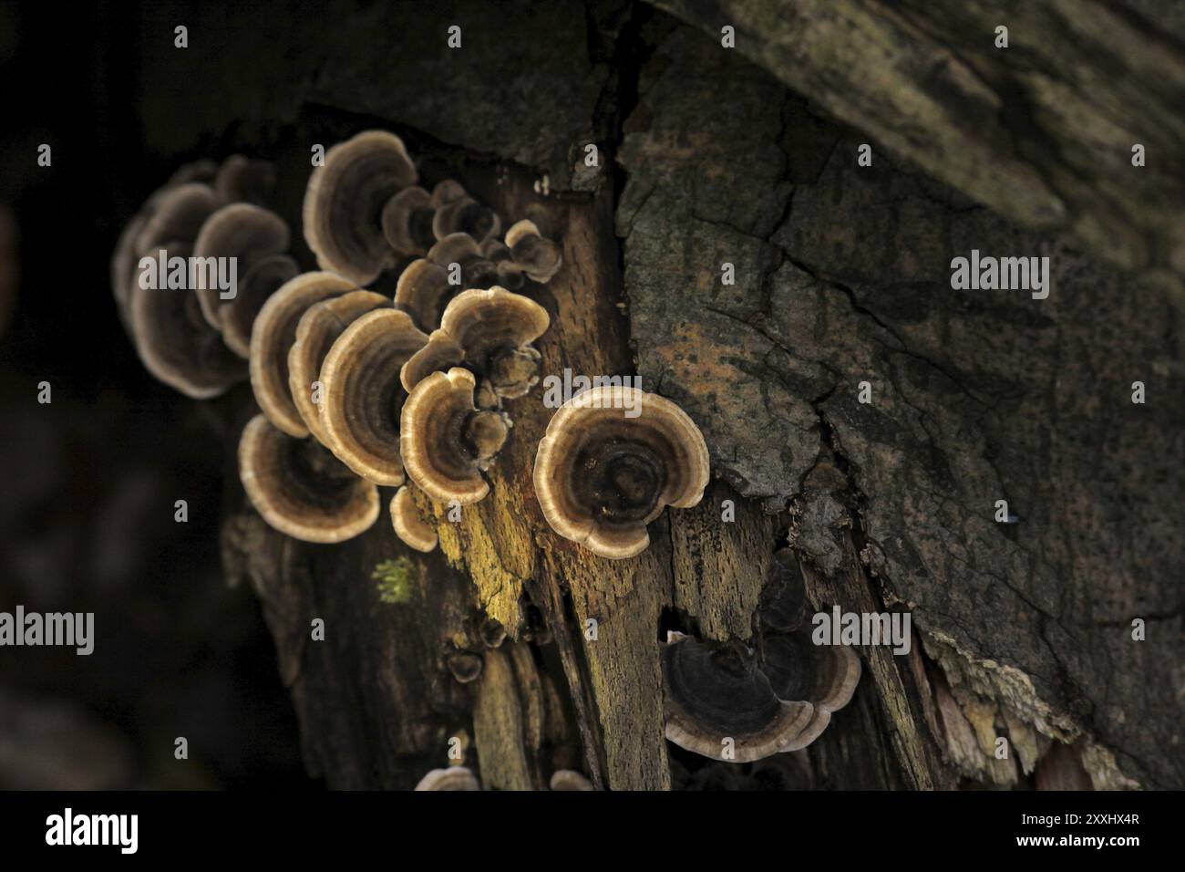 Butterfly mushrooms on dead wood Stock Photo - Alamy