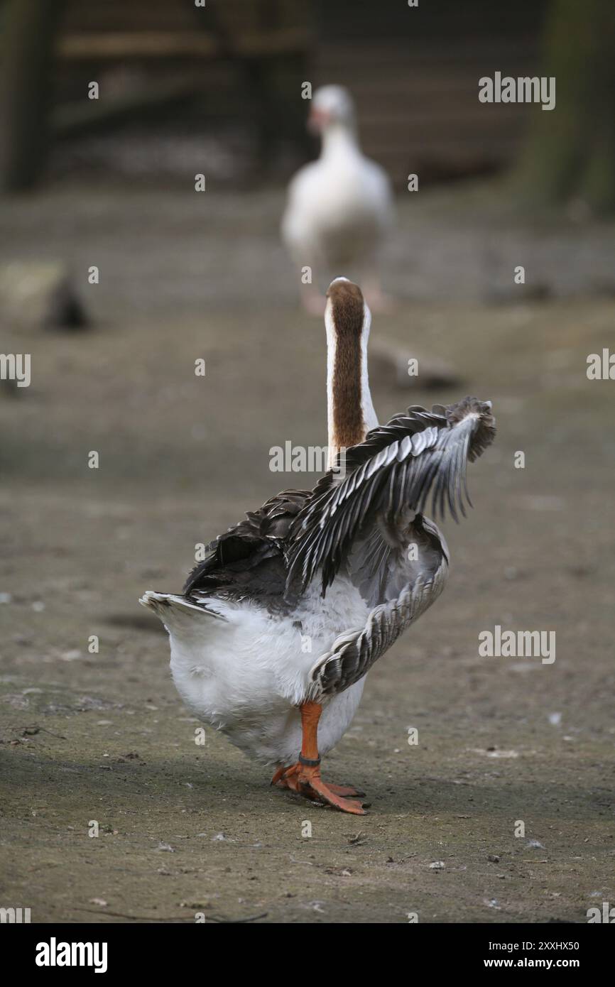 Domestic goose anser anser f domestica hi-res stock photography and ...