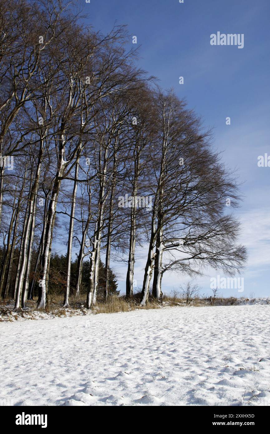 Winter photo beech forest hi-res stock photography and images - Alamy