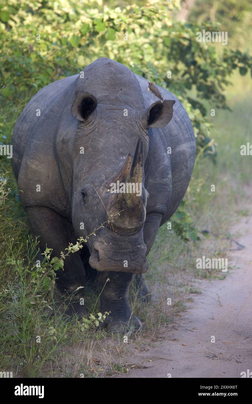 Rhino on the road hi-res stock photography and images - Alamy