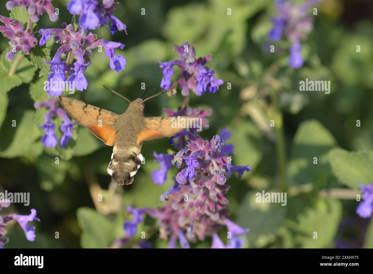 Hummingbird hawk-moth in a swirling flight. Pigeon-tailed hawk-moth in ...